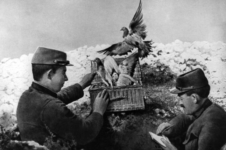 The Pigeon Post - Wings of History - Technologies of Text