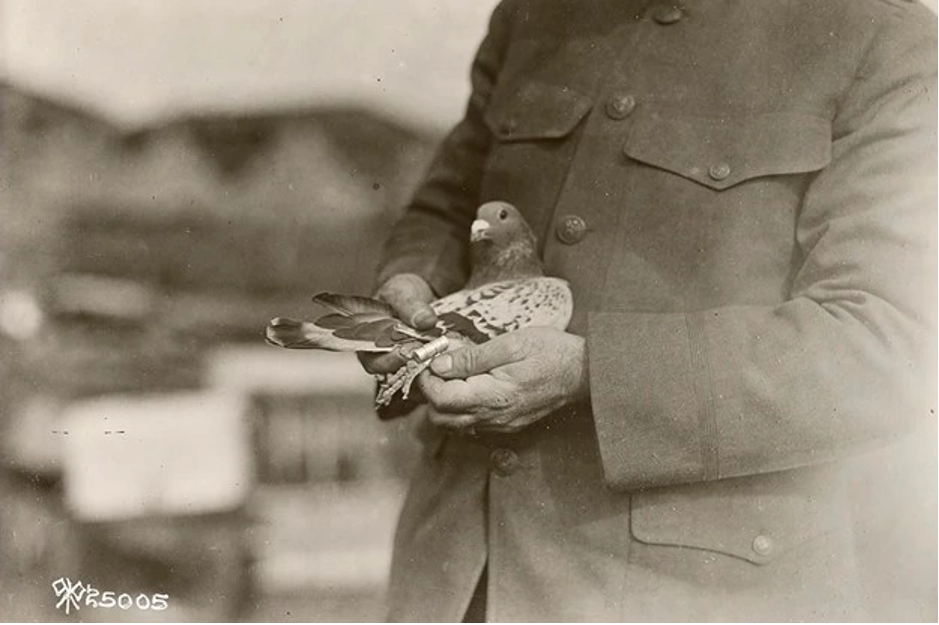 The Pigeon Post - Wings of History - Technologies of Text