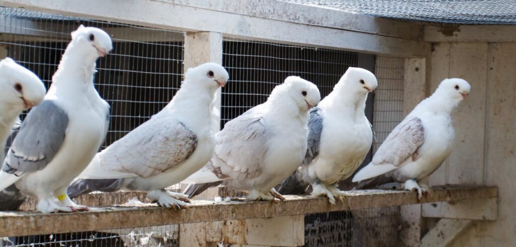The Pigeon Post - Wings of History - Technologies of Text